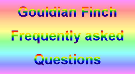 Gouldian Finch FAQ - Find frequently asked questions